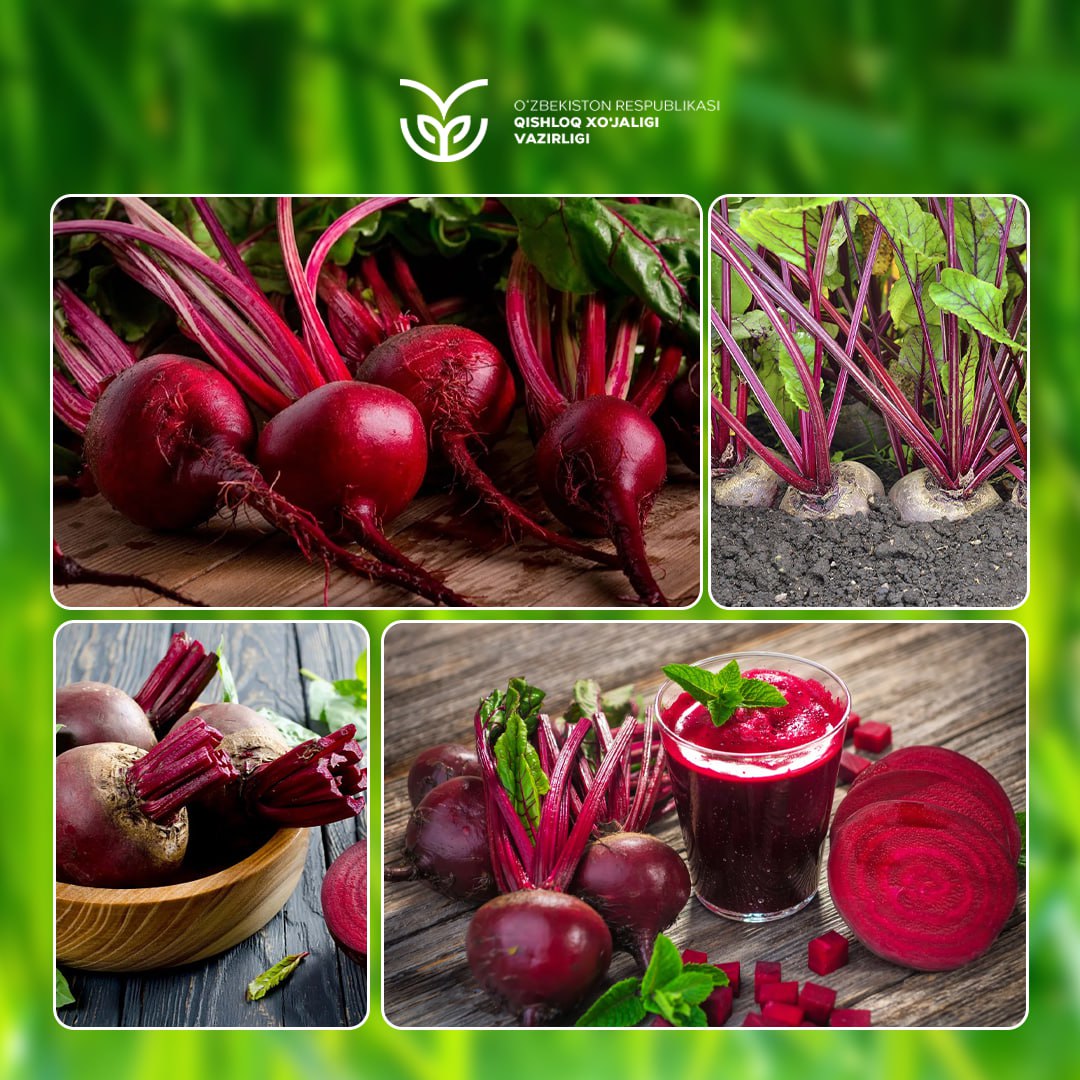 Qizil lavlagi: uni uy sharoitida qanday yetishtirish mumkin? Foydali ...