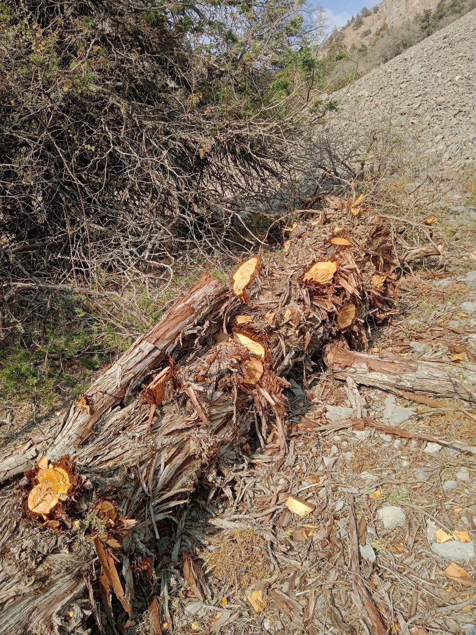 Qashqadaryodagi o’rmon xo’jaligida daraxtlar kesilgani aniqlandi
