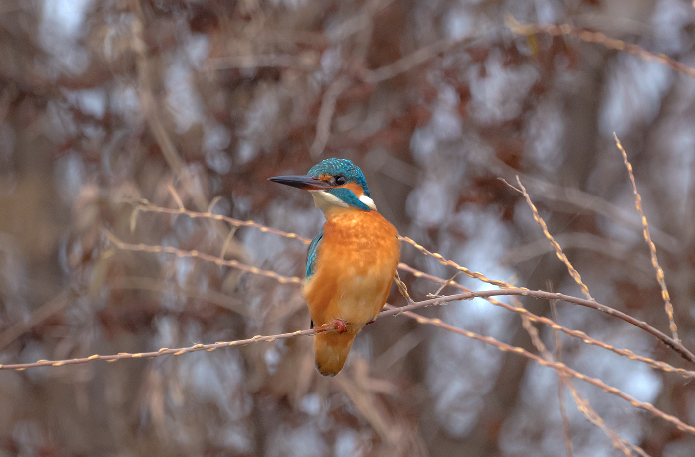 1-aprel — Xalqaro qushlar kuni