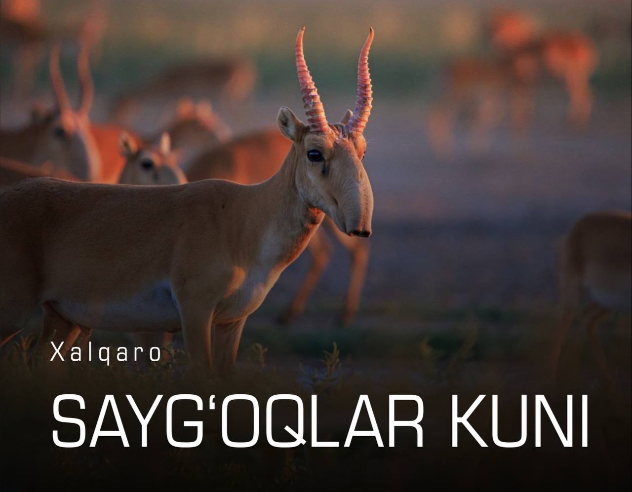 5-may — butun dunyoda Xalqaro sayg‘oqlar kuni nishonlanmoqda