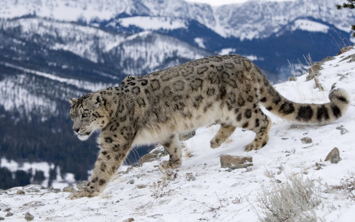 Join the #23for23 Campaign — Support the Snow Leopard!
