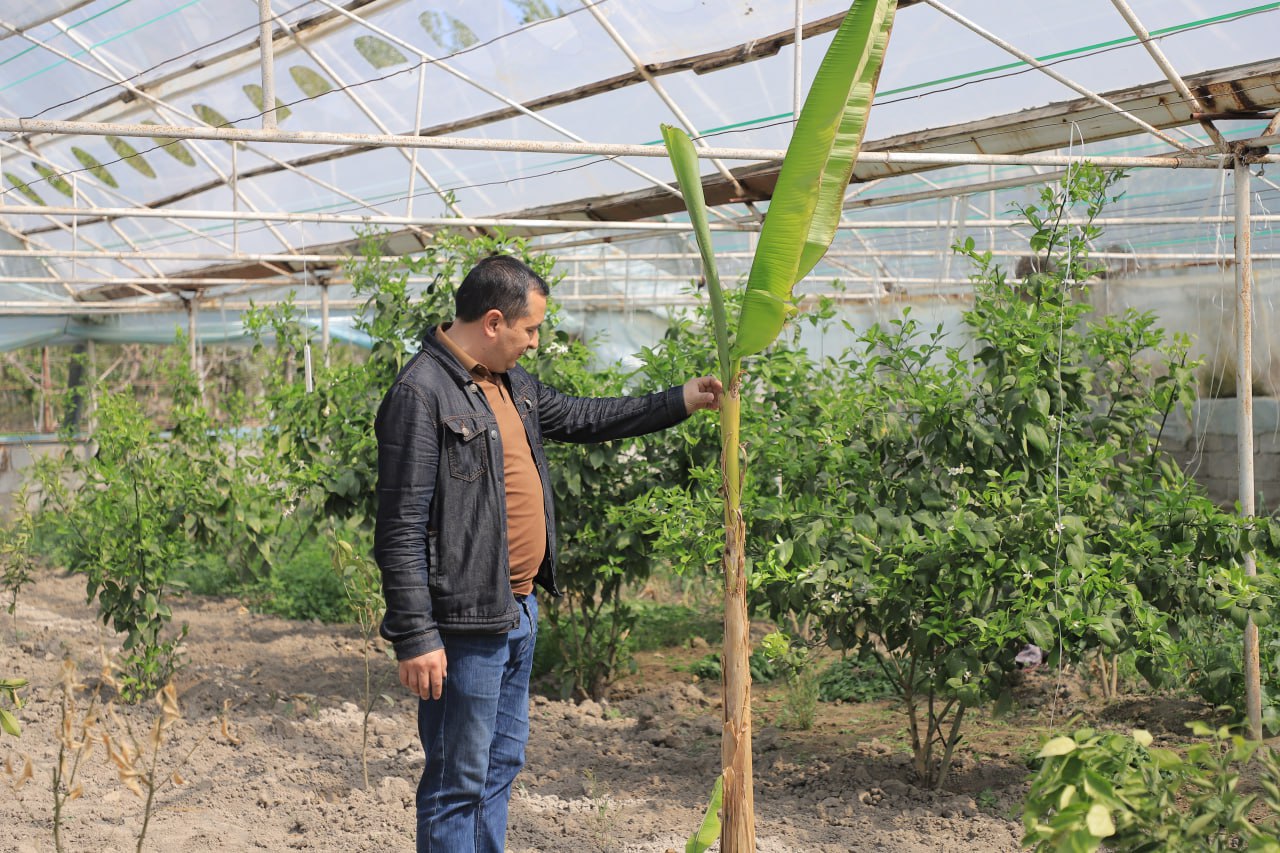 Qorakoʻl: Neʼmat Rahmonov uy xoʻjaligi tomorqa mahsuldorligi, naslli ...