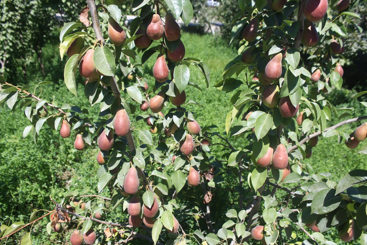 Vobkent: Latifsobungarlik Qudratillo Ziyodullayev tomorqasi ...